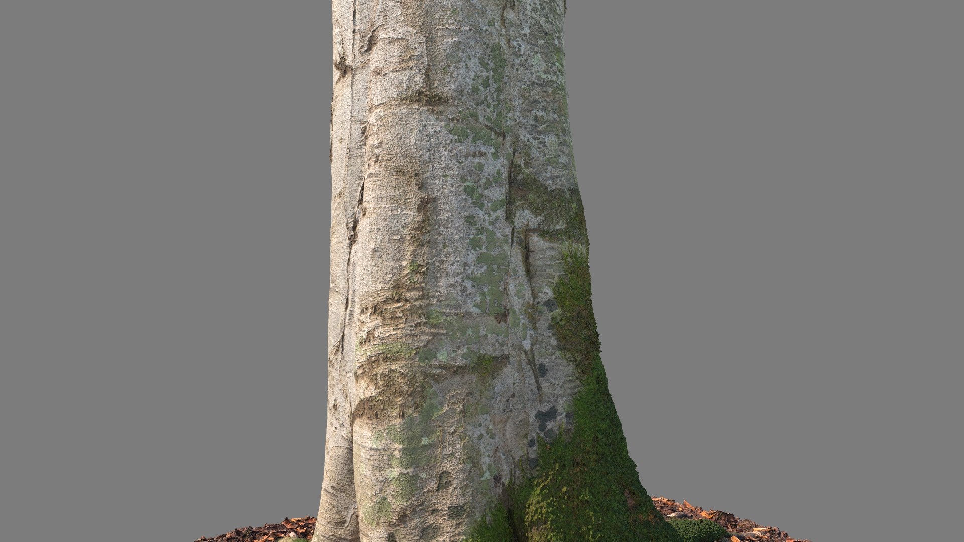 Scanned Forest Tree Trunk 01 3D - TurboSquid 2155922