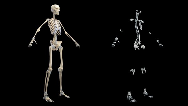 modelo 3d Colección completa de anatomía masculina y femenina ...