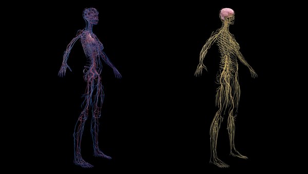 modelo 3d Colección completa de anatomía masculina y femenina ...