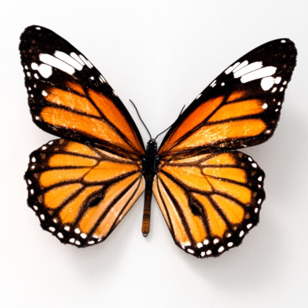 3d Model Butterfly Engines Vr