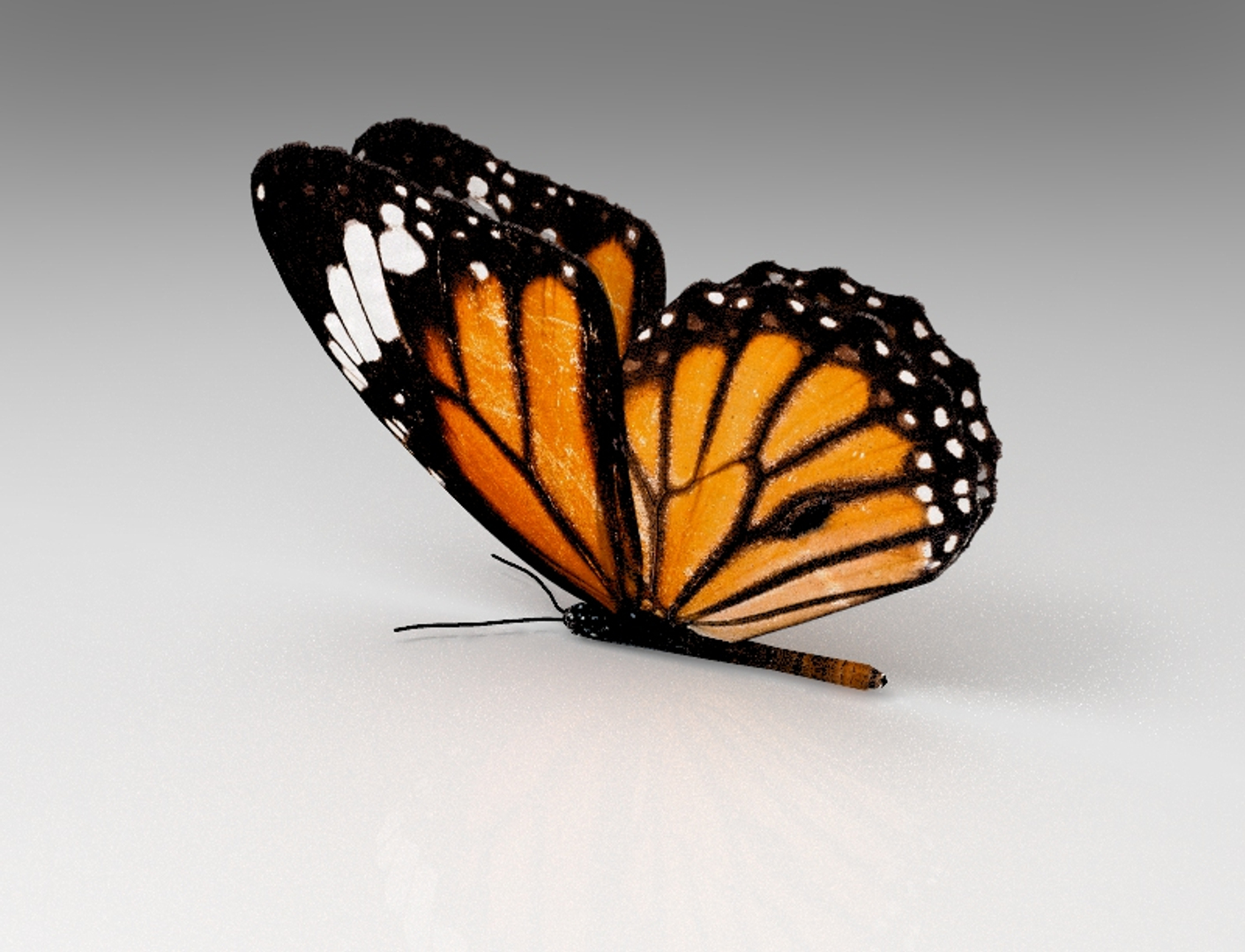 3d model butterfly engines vr