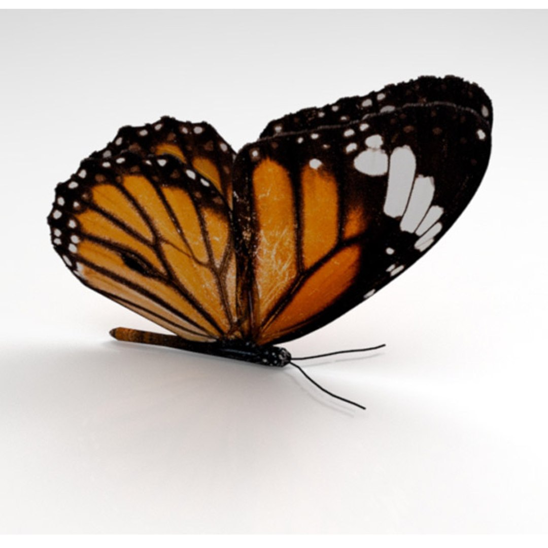 3d Model Butterfly Engines Vr