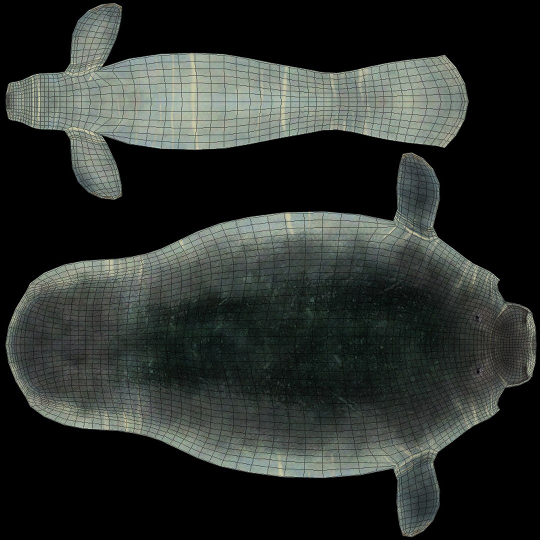Manatee 3D Model - TurboSquid 1792698