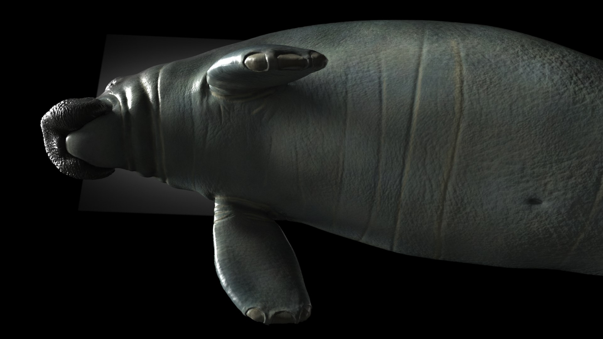 Manatee 3D Model - TurboSquid 1792698