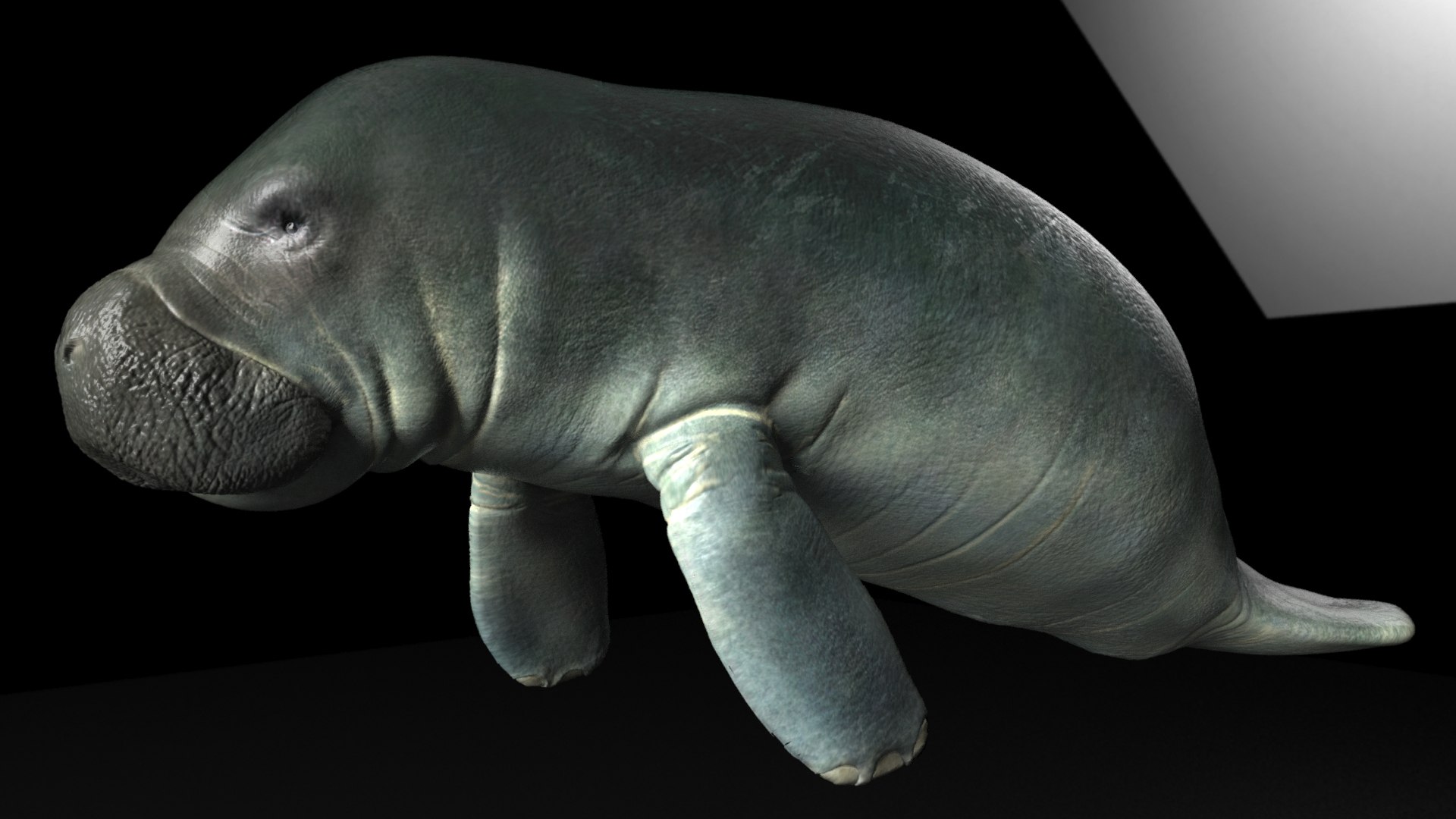 Manatee 3D Model - TurboSquid 1792698