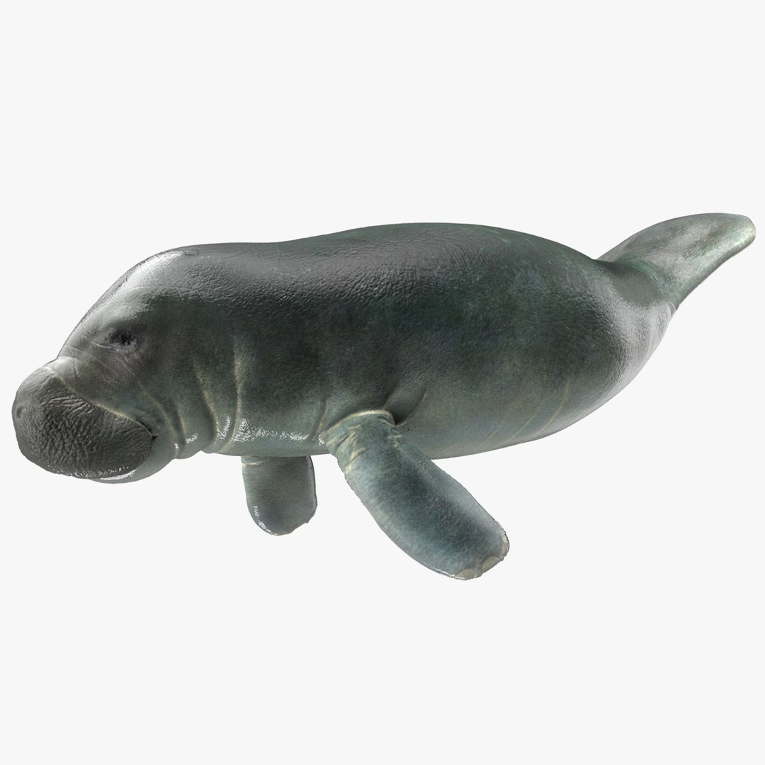 Manatee 3D model - TurboSquid 1792698
