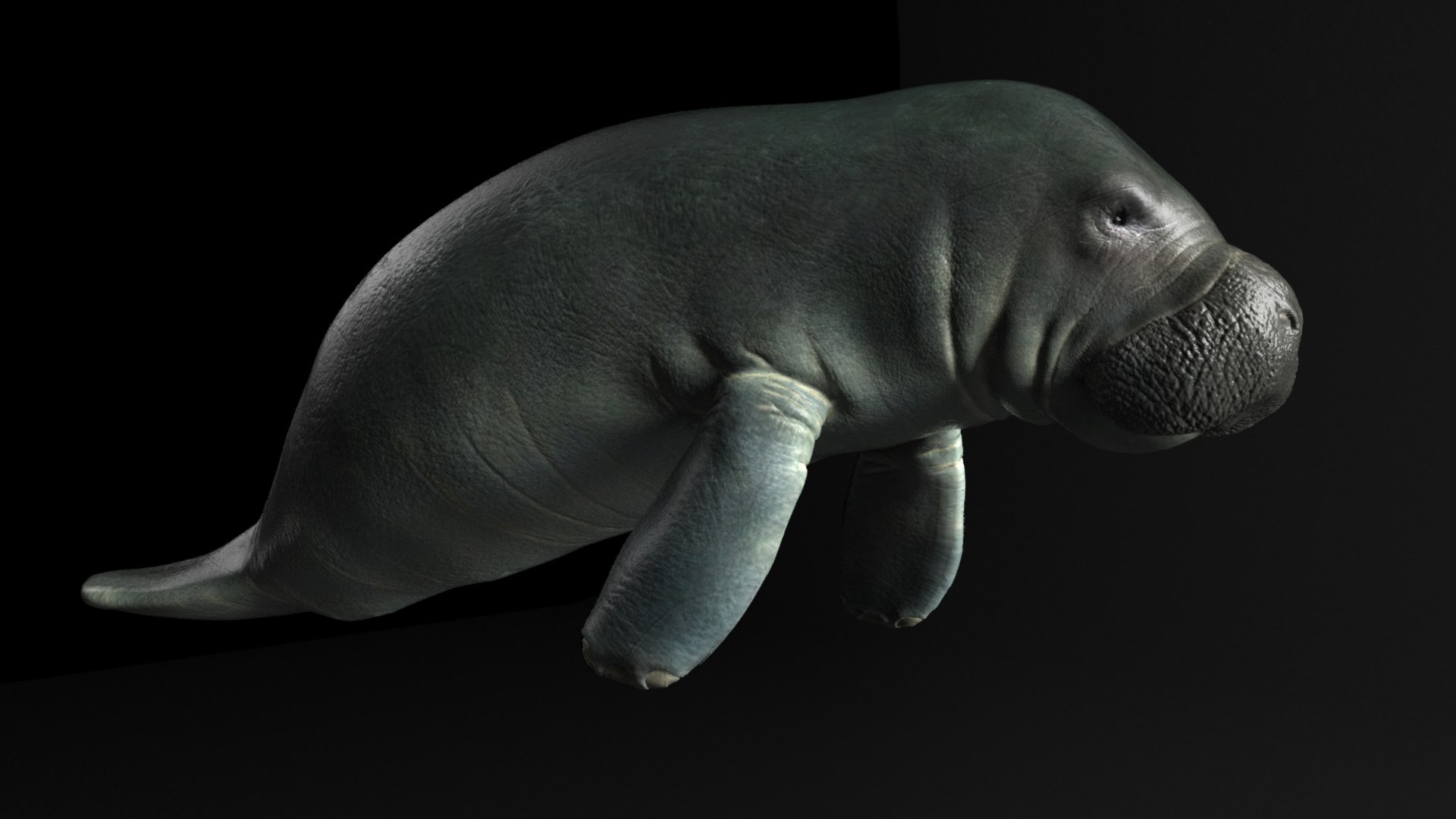 Manatee 3D Model - TurboSquid 1792698