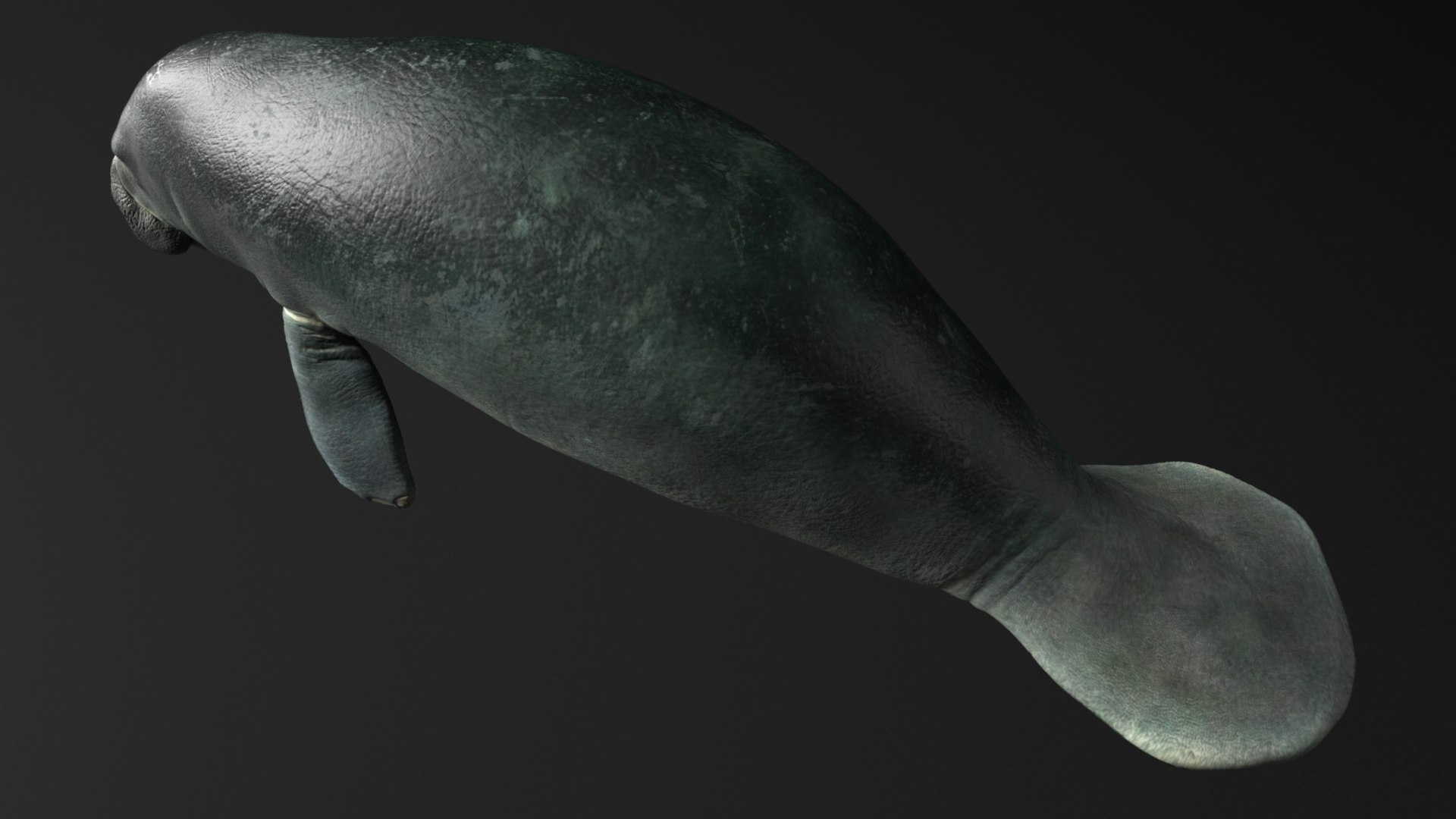 Manatee 3D Model - TurboSquid 1792698