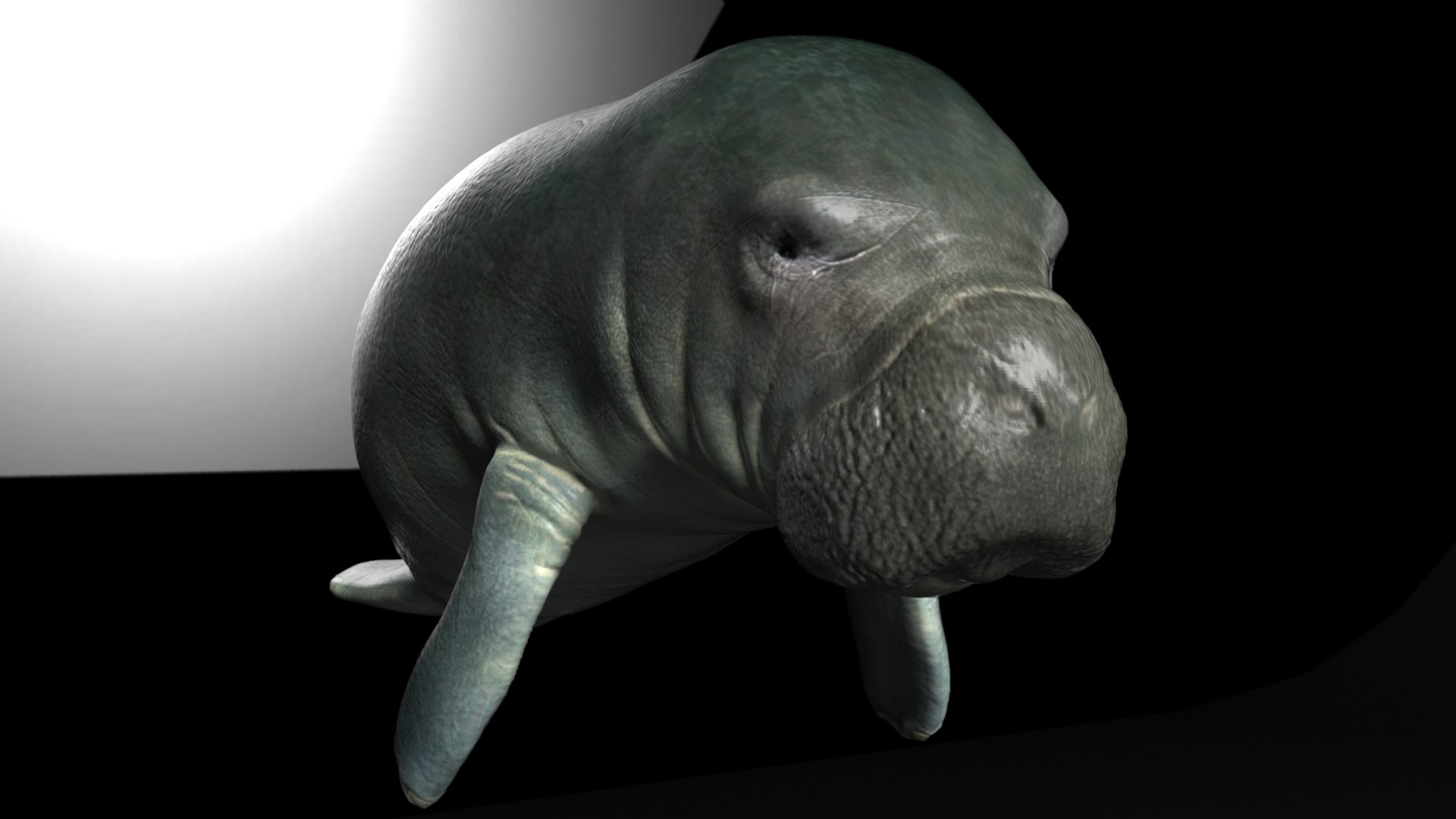 Manatee 3D model - TurboSquid 1792698