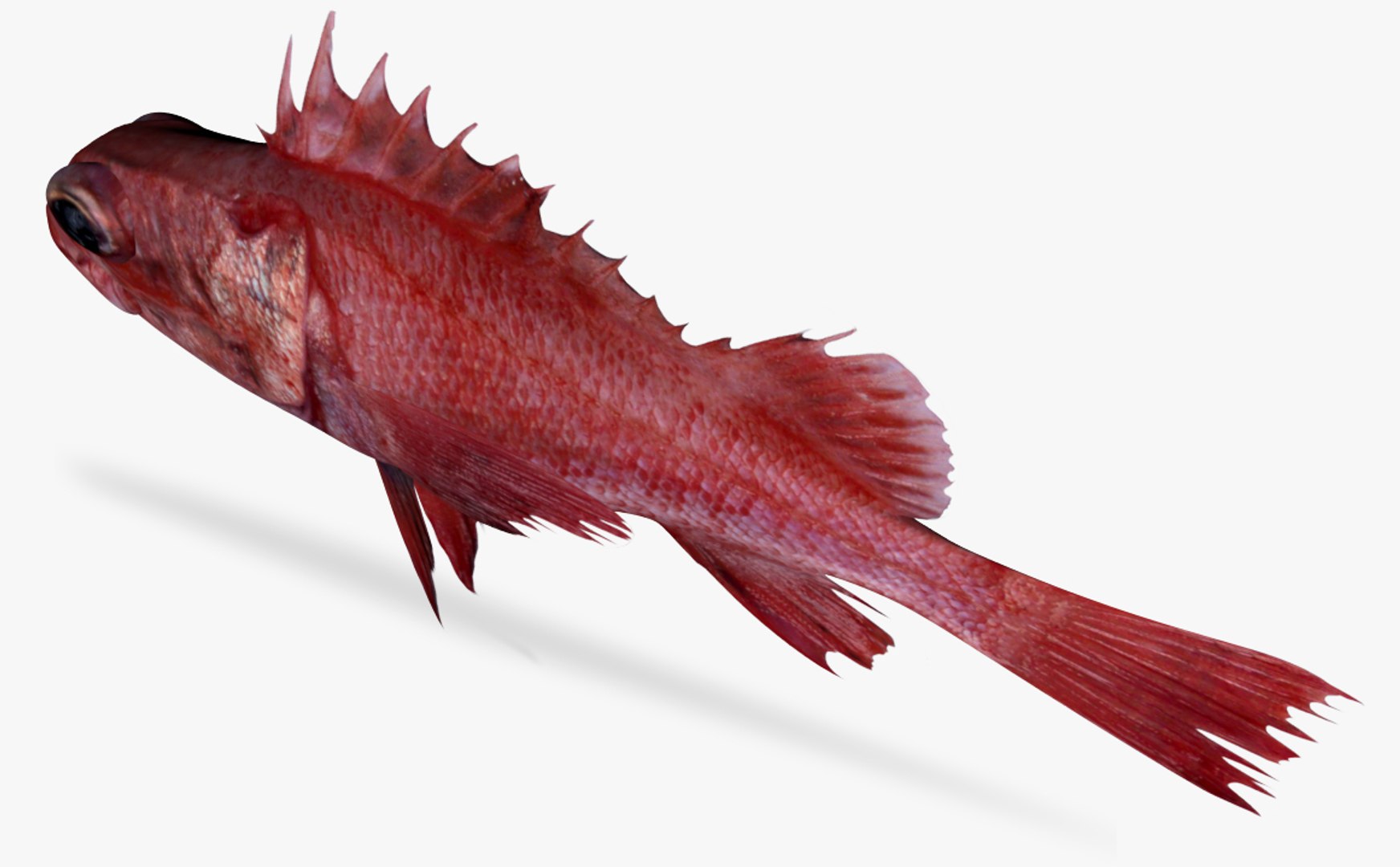 Longspine Thornyhead 3D Model - TurboSquid 1206808