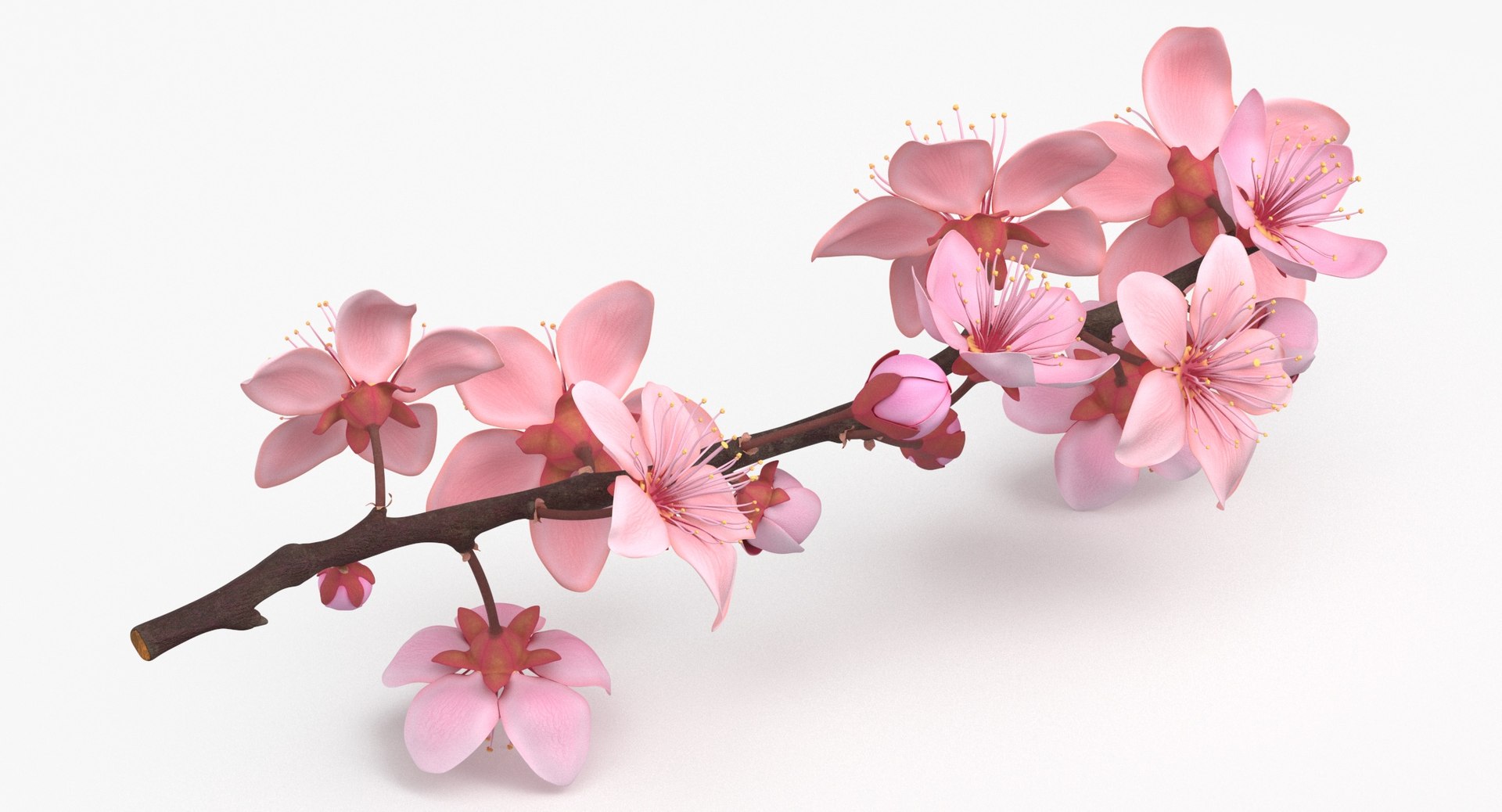 Prop 18 Cherry Blossom Single Flower 3D Model - TurboSquid 2146765
