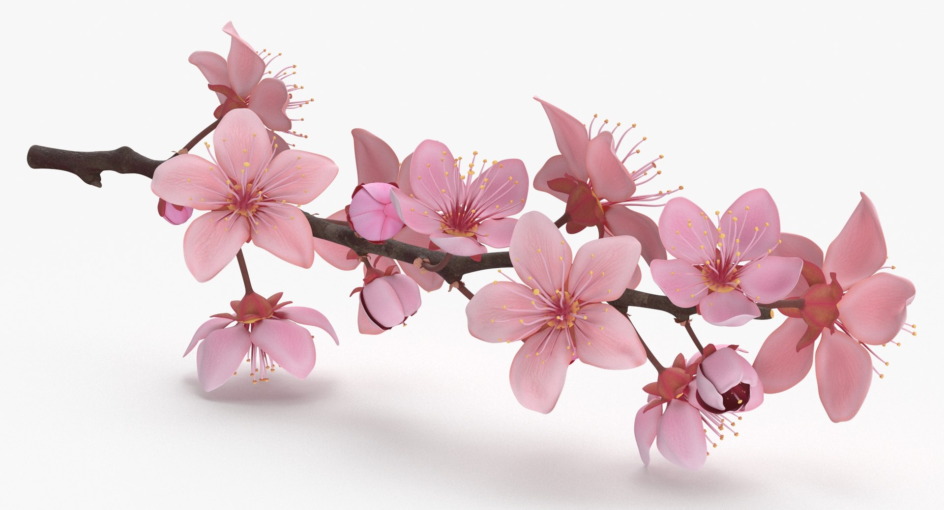 Prop 18 Cherry Blossom Single Flower 3D Model - TurboSquid 2146765