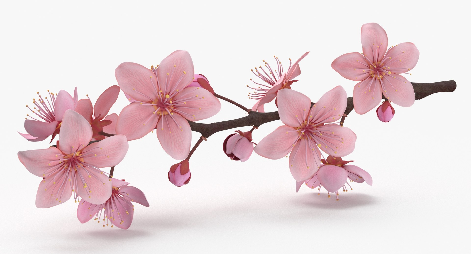 Prop 18 Cherry Blossom Single Flower 3D Model - TurboSquid 2146765