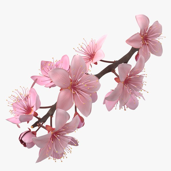 3D Cherry-Blossom Models | TurboSquid