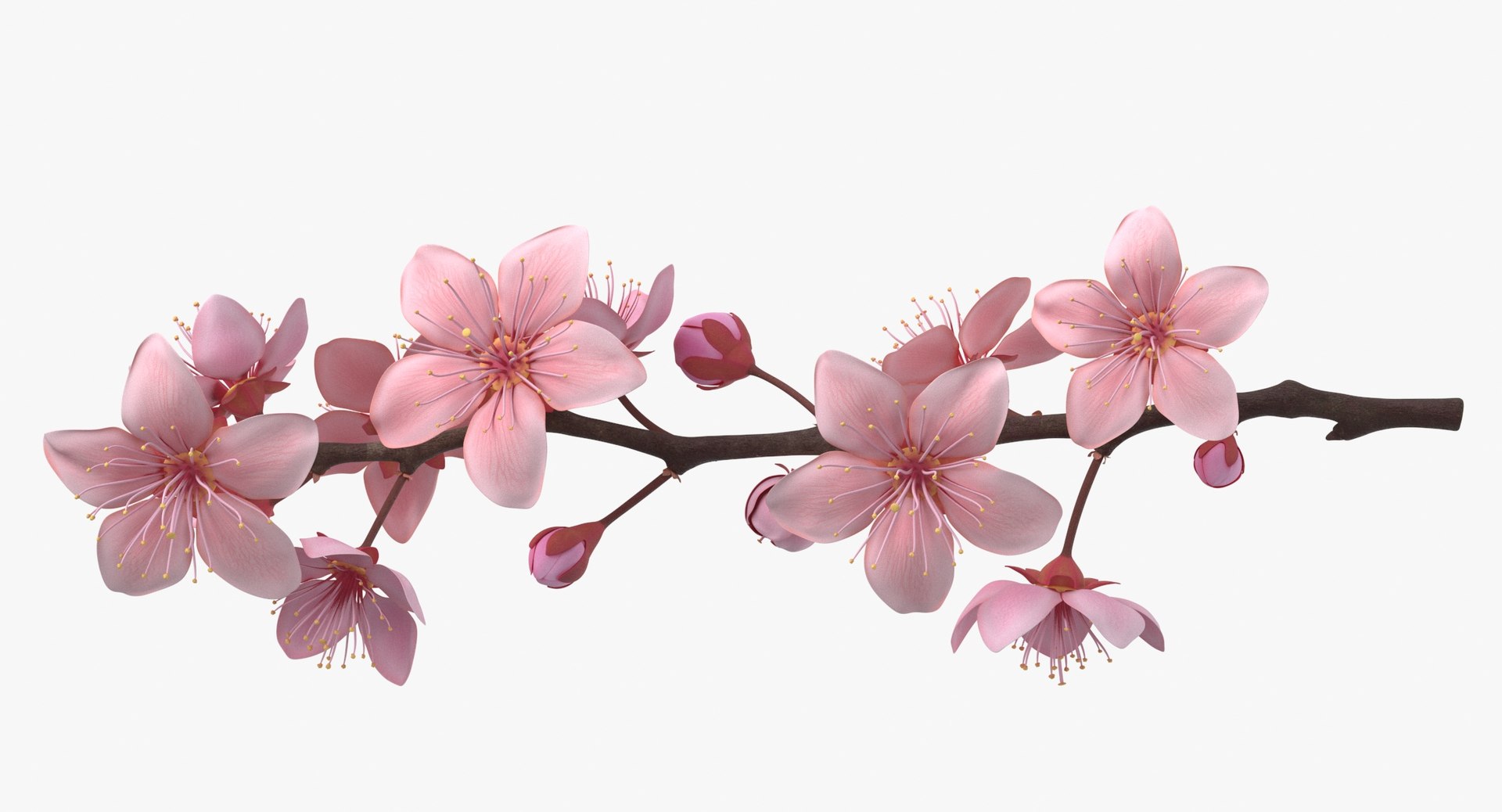 Prop 18 Cherry Blossom Single Flower 3D Model - TurboSquid 2146765