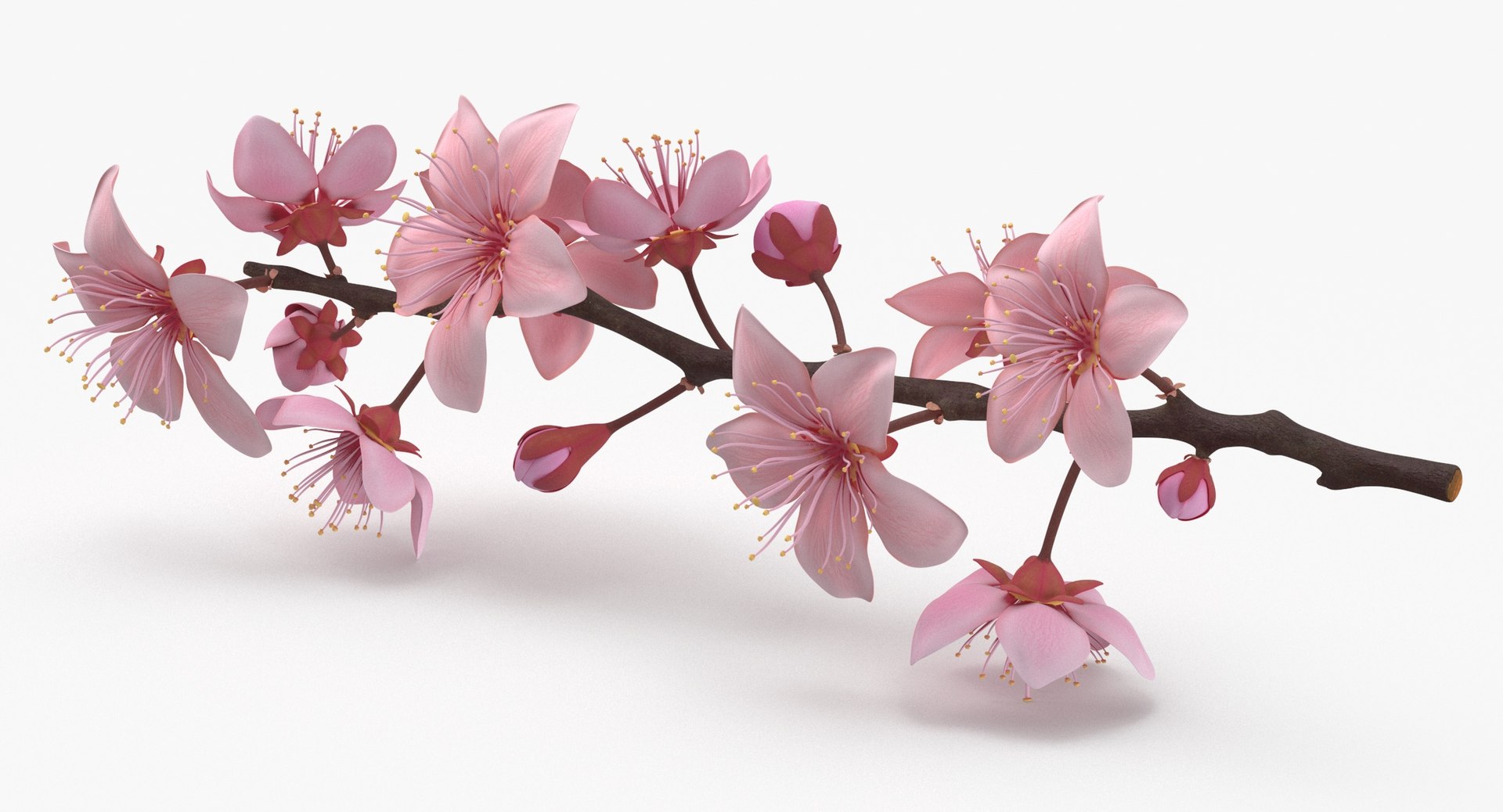 Prop 18 Cherry blossom Single Flower 3D model - TurboSquid 2146765