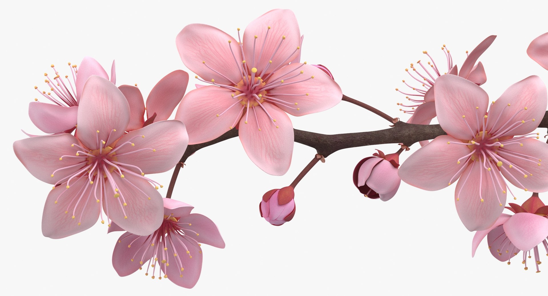 Prop 18 Cherry Blossom Single Flower 3D Model - TurboSquid 2146765