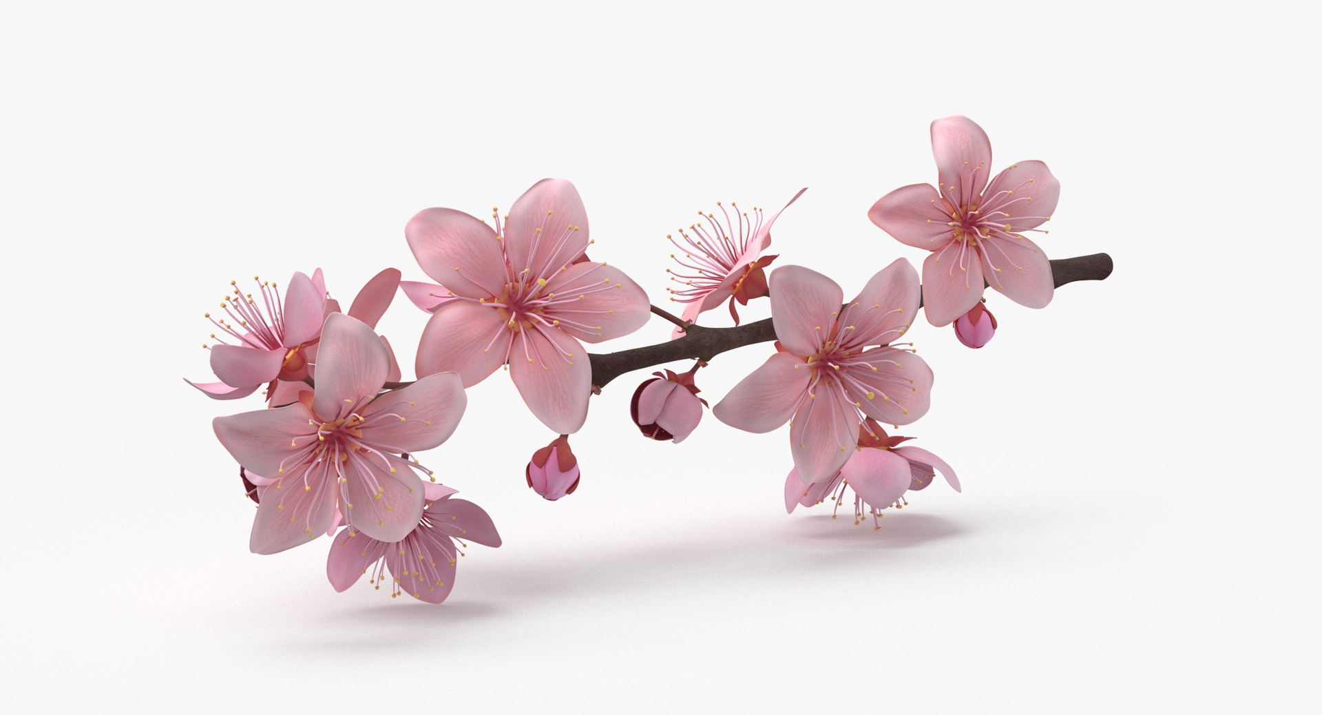 Prop 18 Cherry Blossom Single Flower 3D Model - TurboSquid 2146765