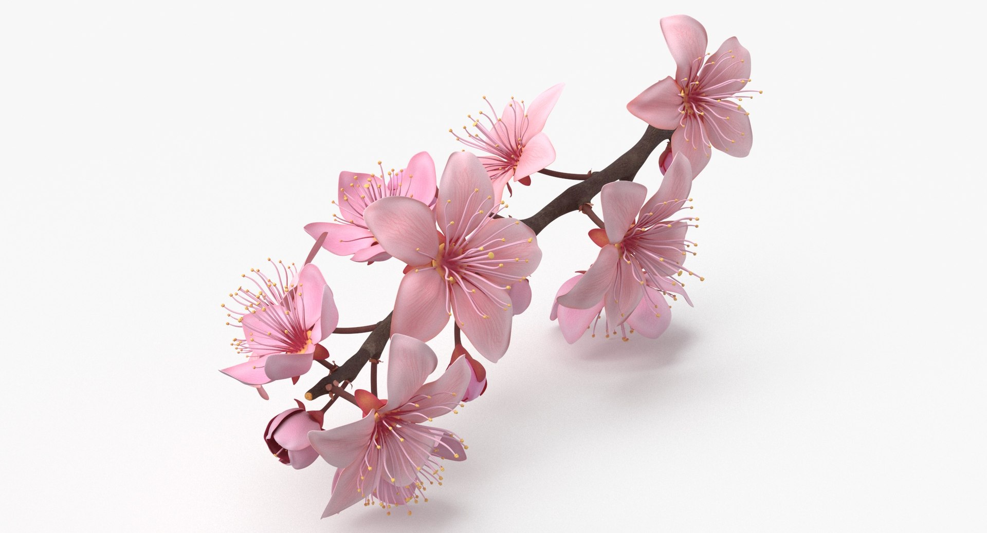 Prop 18 Cherry blossom Single Flower 3D model - TurboSquid 2146765