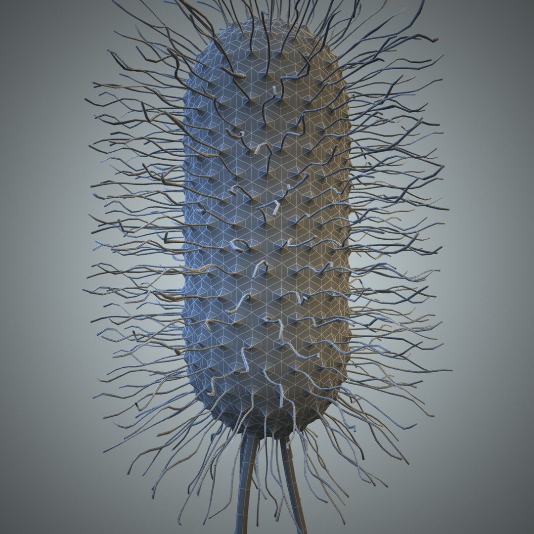 Free Colon Bacillus 3d Model