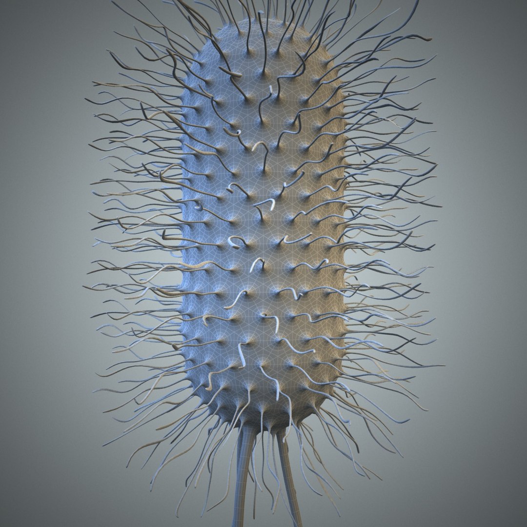 Free Colon Bacillus 3d Model