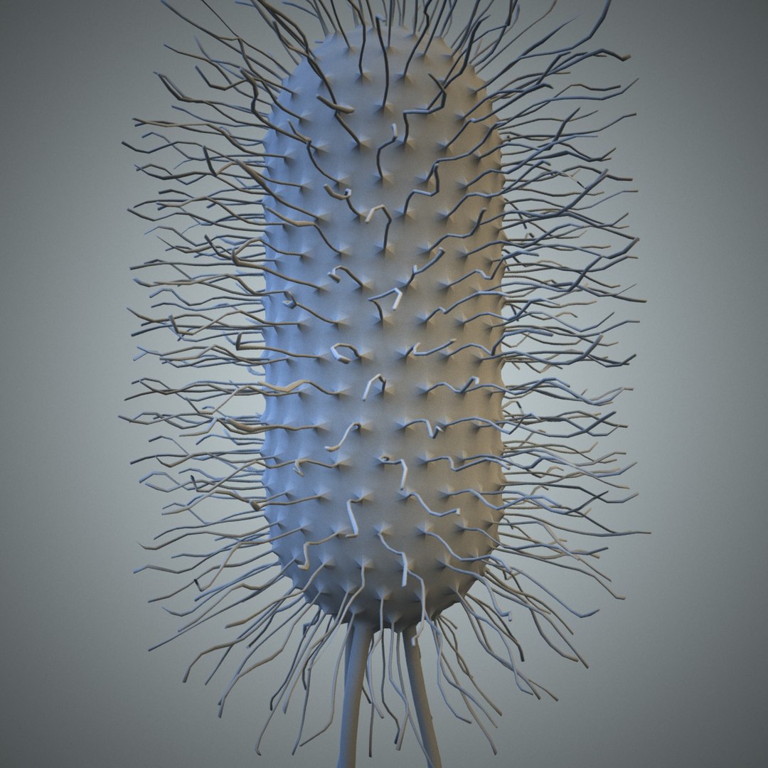 Free Colon Bacillus 3d Model