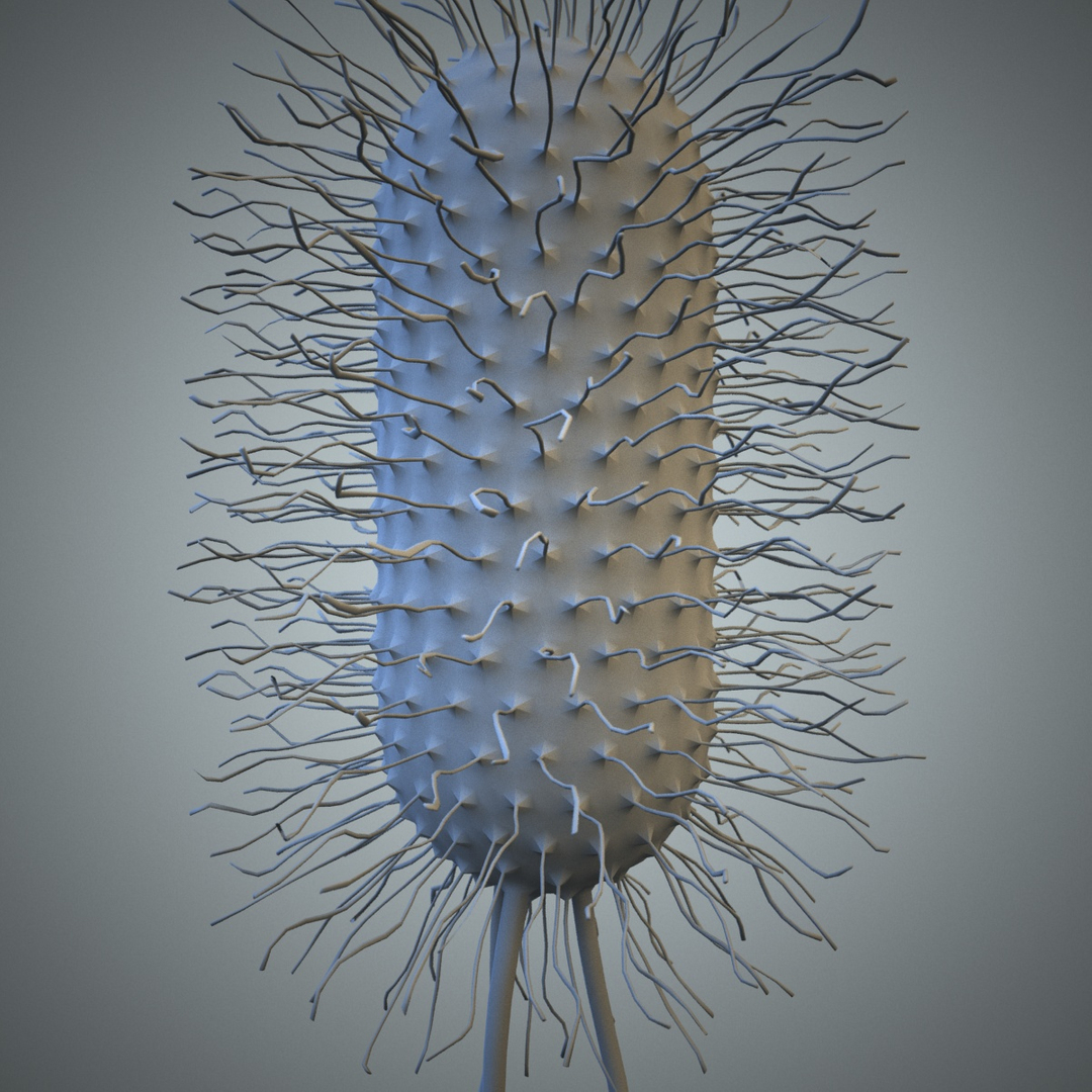 free colon bacillus 3d model
