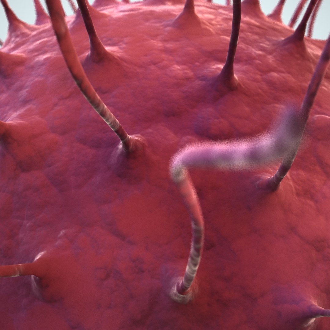 Free Colon Bacillus 3d Model