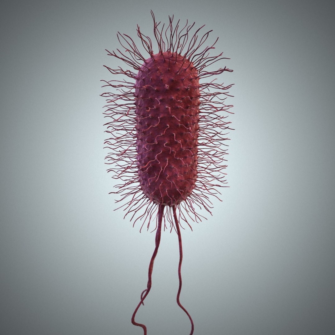 Free Colon Bacillus 3d Model
