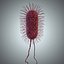 Free Colon Bacillus 3d Model