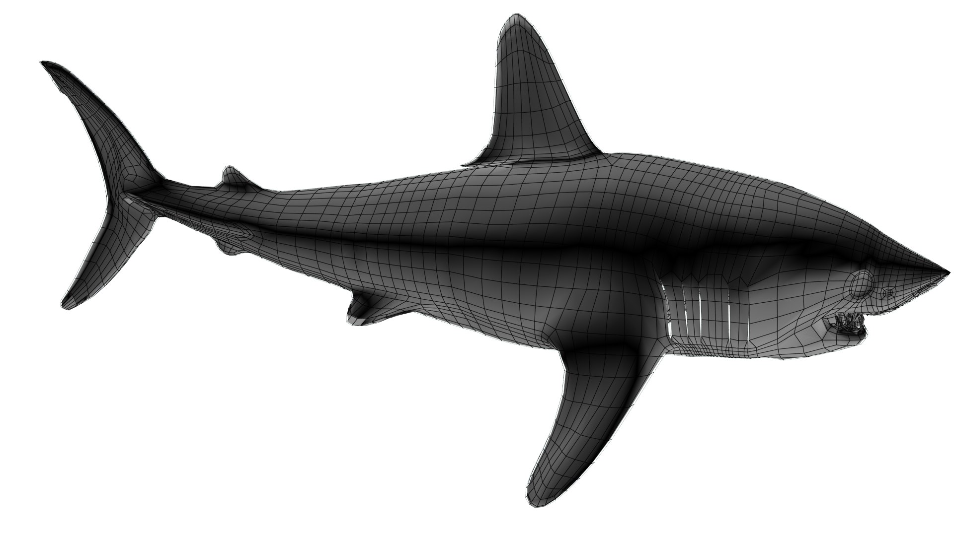 3D Lamna Shark Model - TurboSquid 1612587