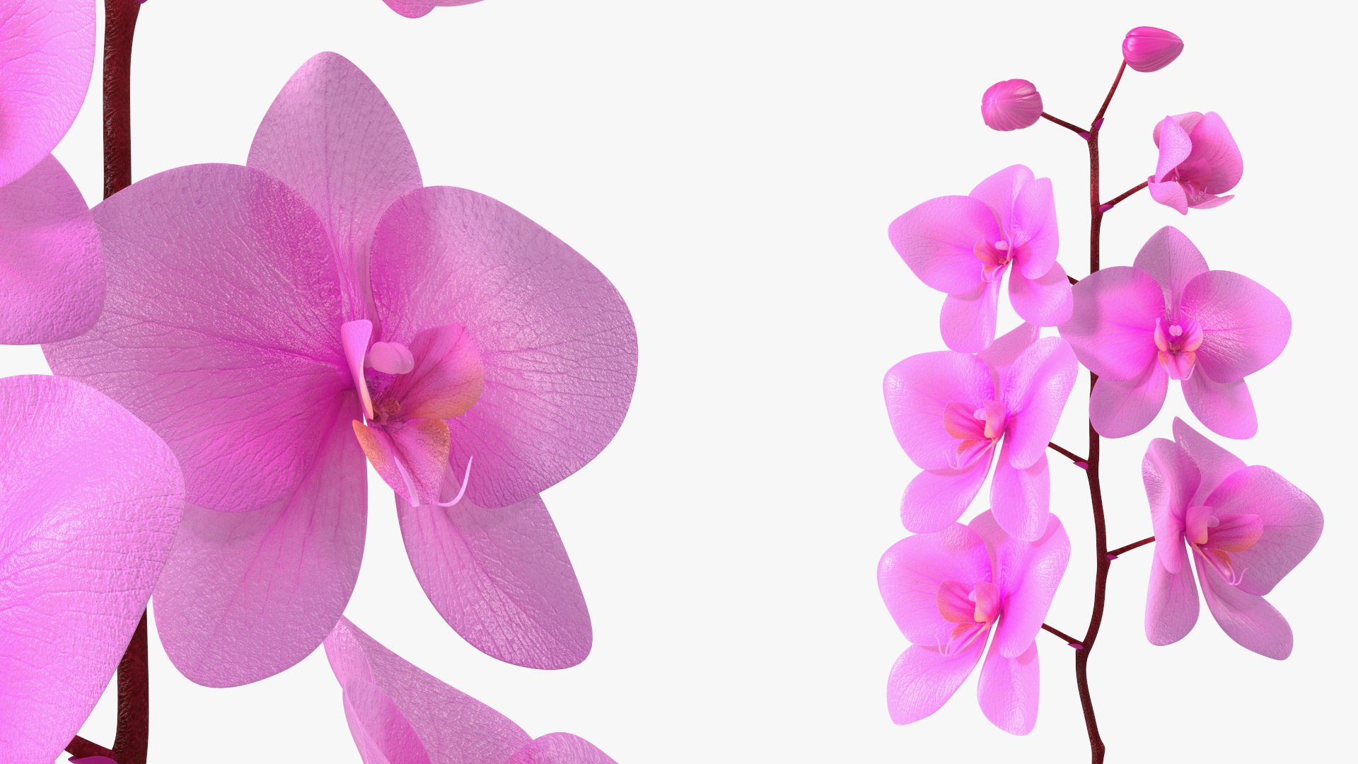 3D Model Small Pink Orchid In Glass Vase - TurboSquid 2087613