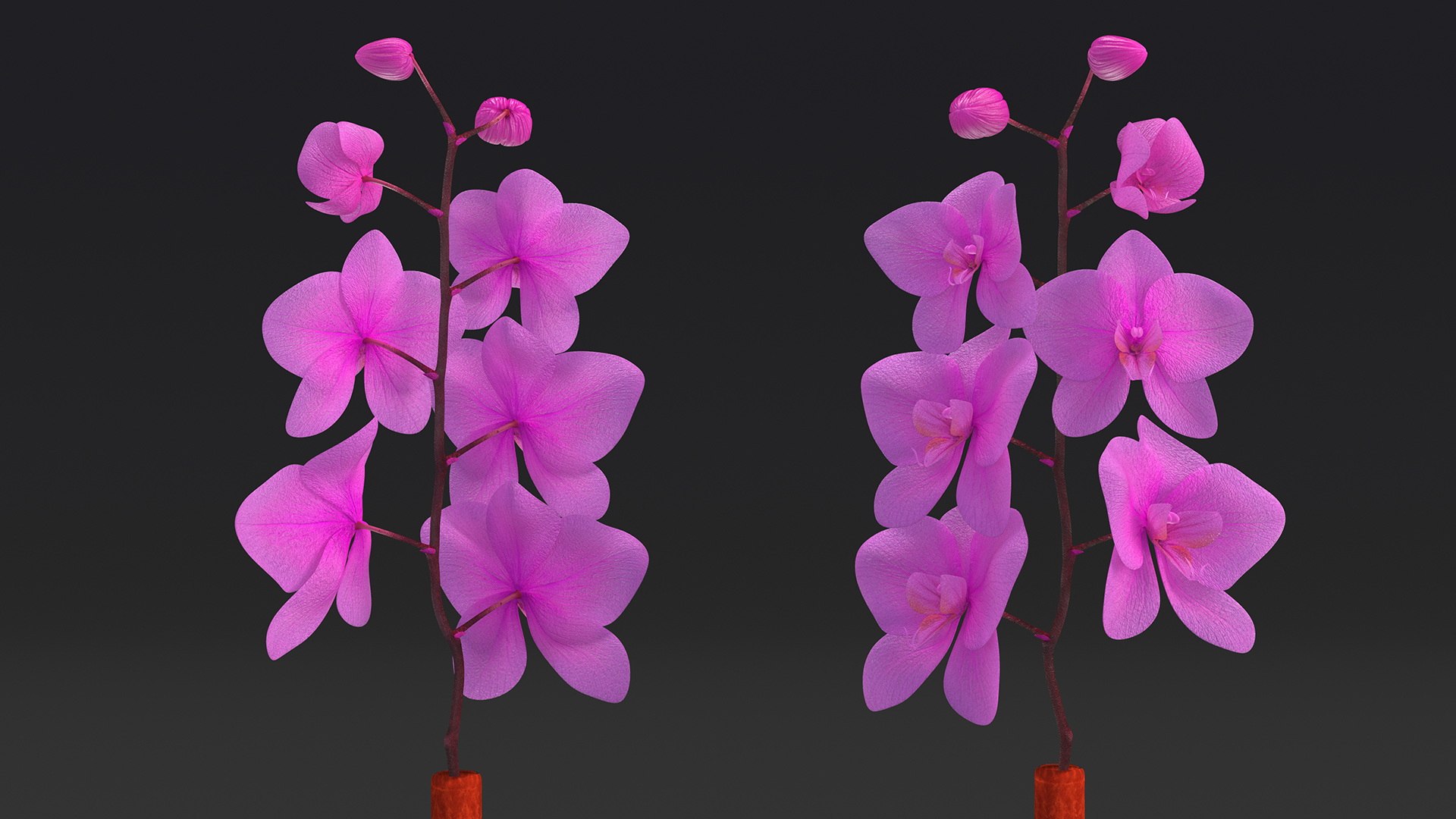 3D Model Small Pink Orchid In Glass Vase - TurboSquid 2087613