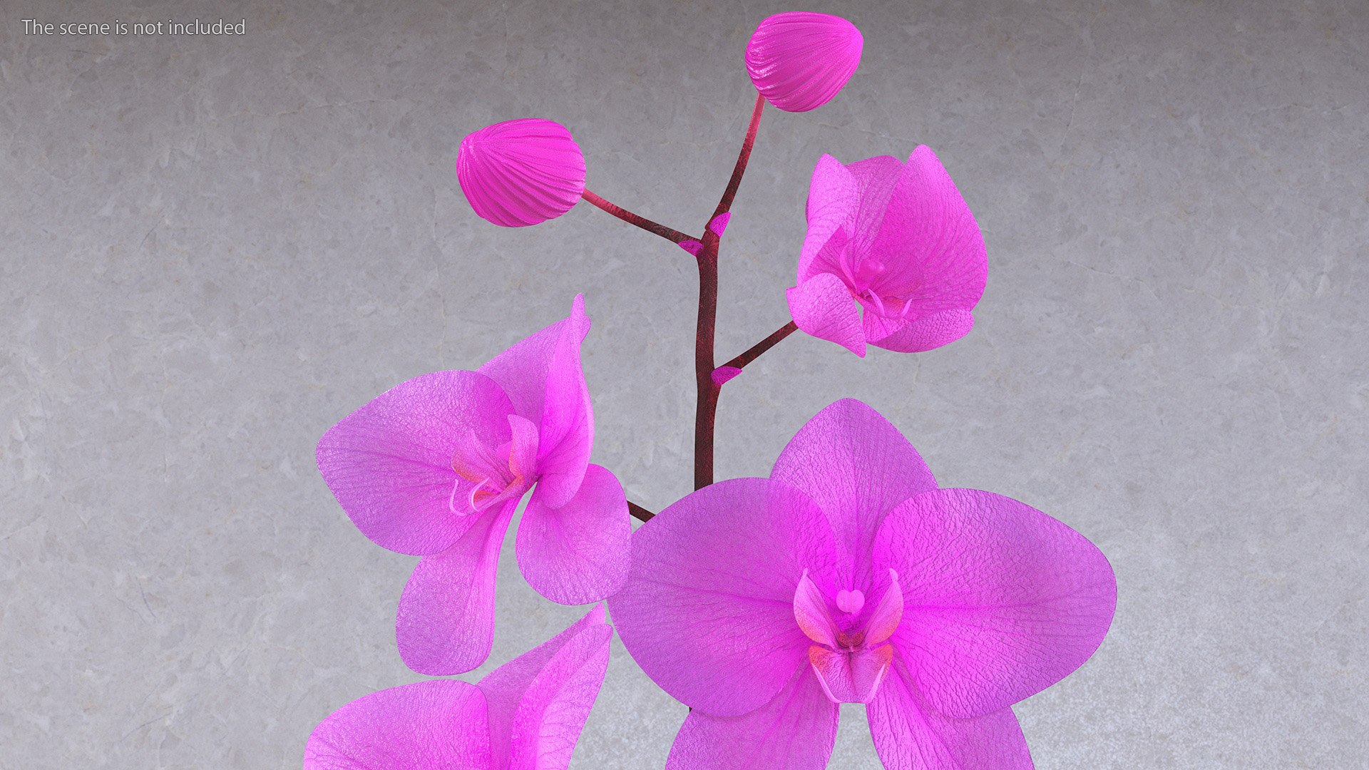3D Model Small Pink Orchid In Glass Vase - TurboSquid 2087613