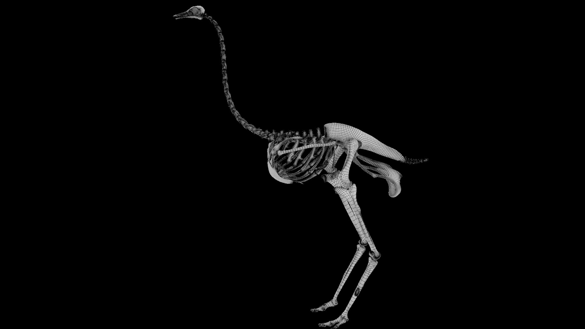 Ostrich Skeleton 3D Model - TurboSquid 2042994
