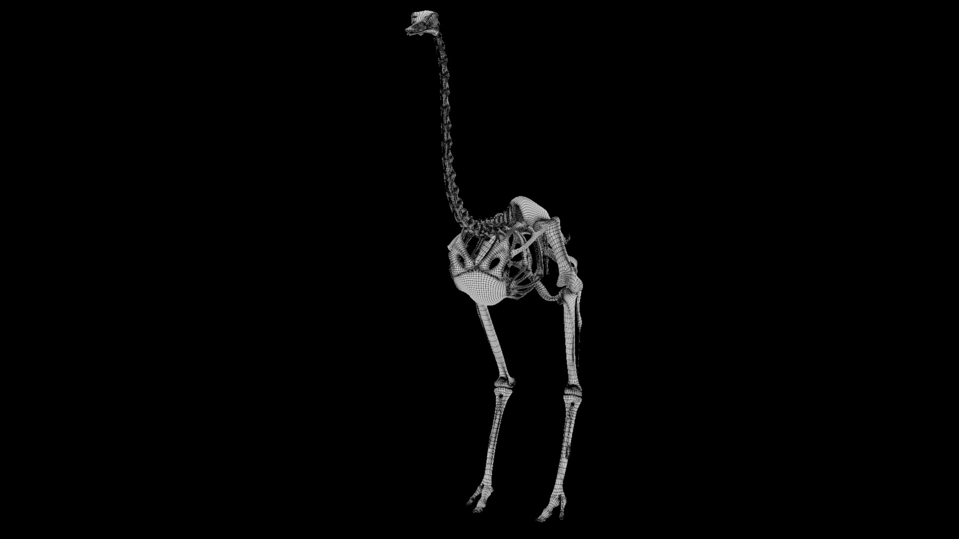 Ostrich Skeleton 3D Model - TurboSquid 2042994