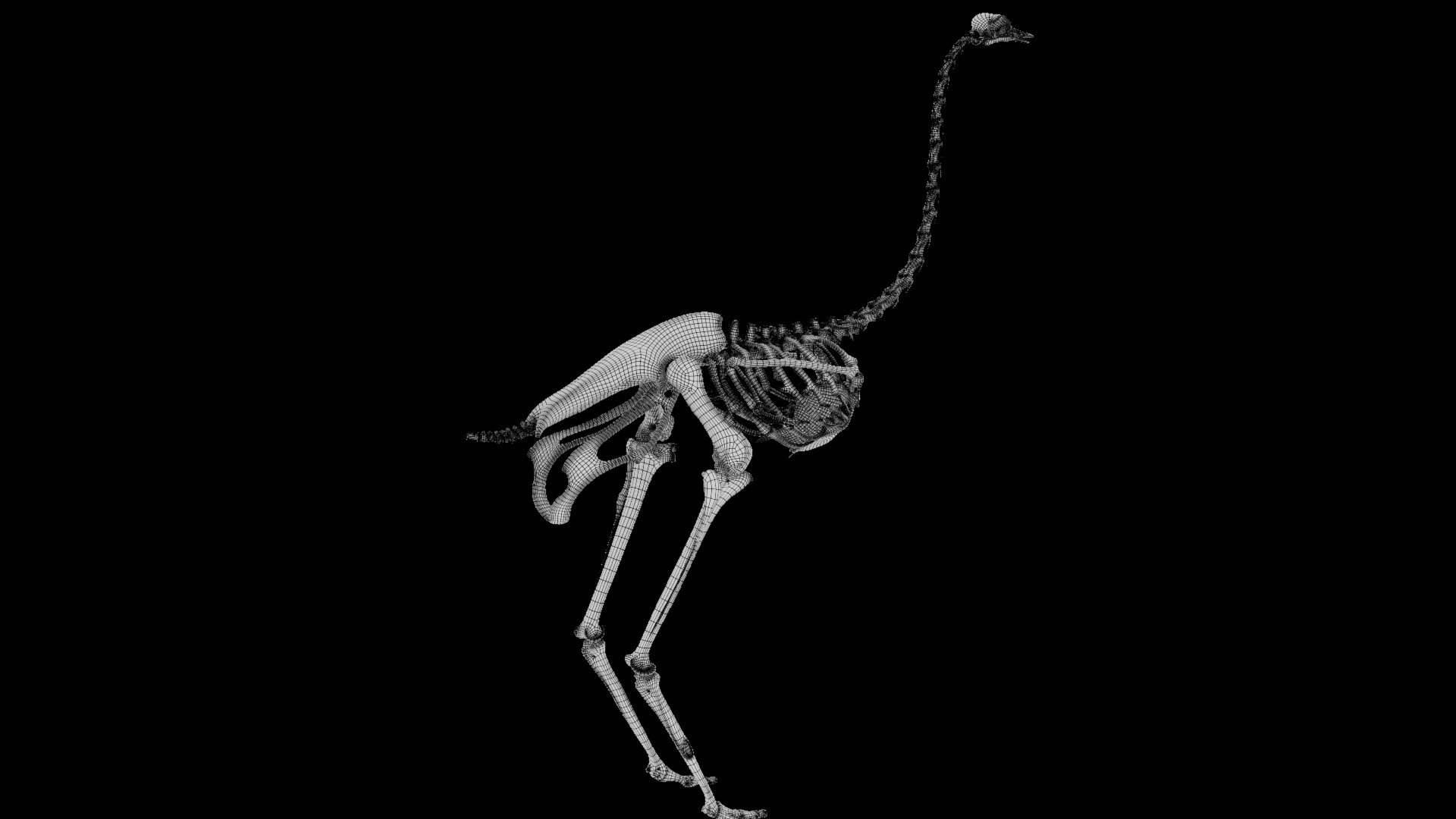 Ostrich Skeleton 3D Model - TurboSquid 2042994