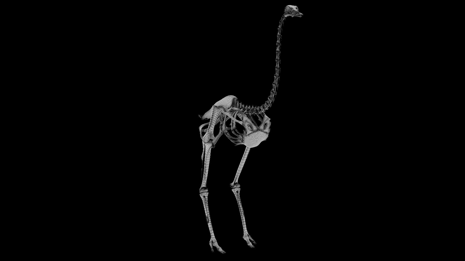 Ostrich Skeleton 3D Model - TurboSquid 2042994