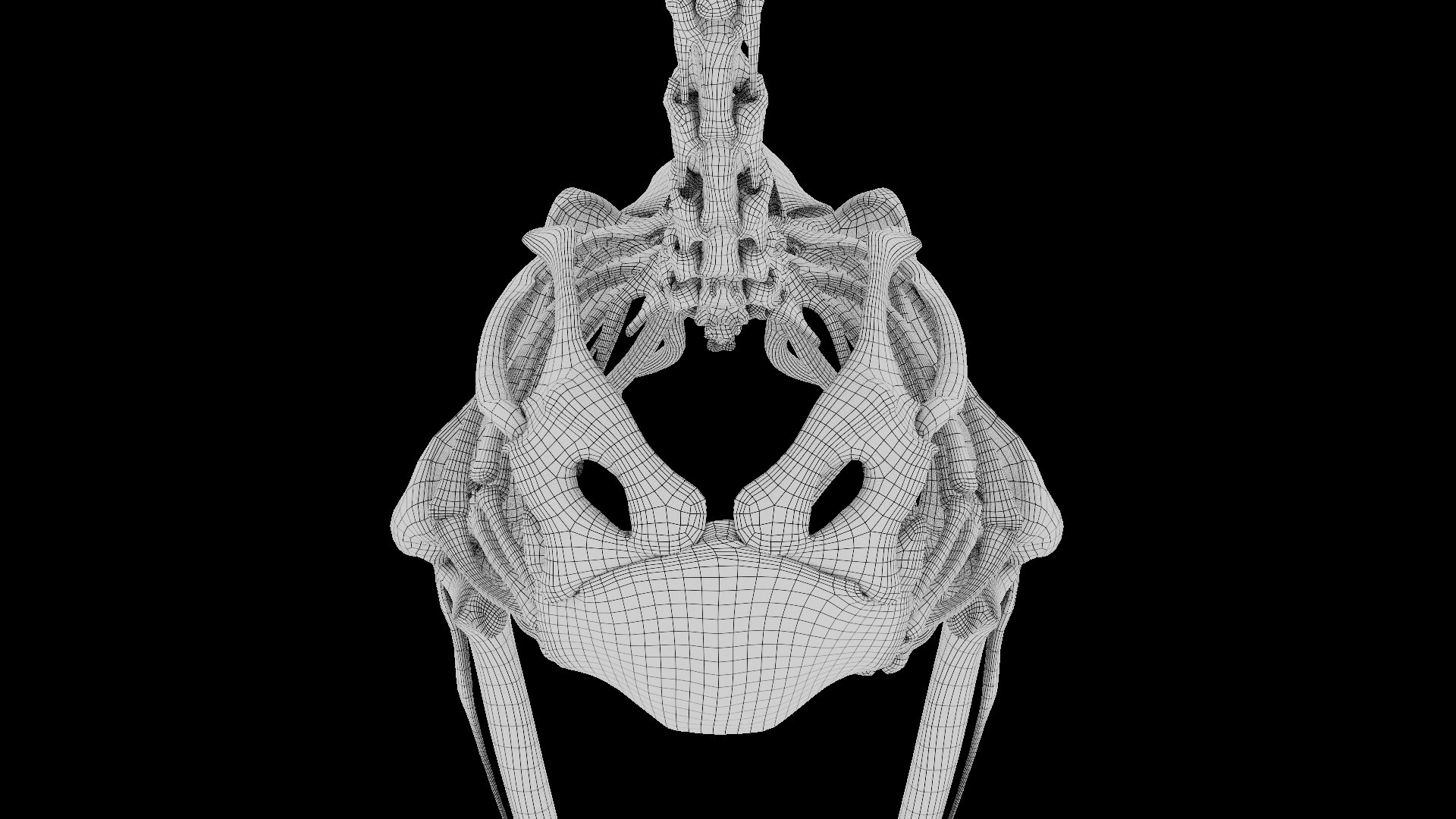 Ostrich Skeleton 3D Model - TurboSquid 2042994