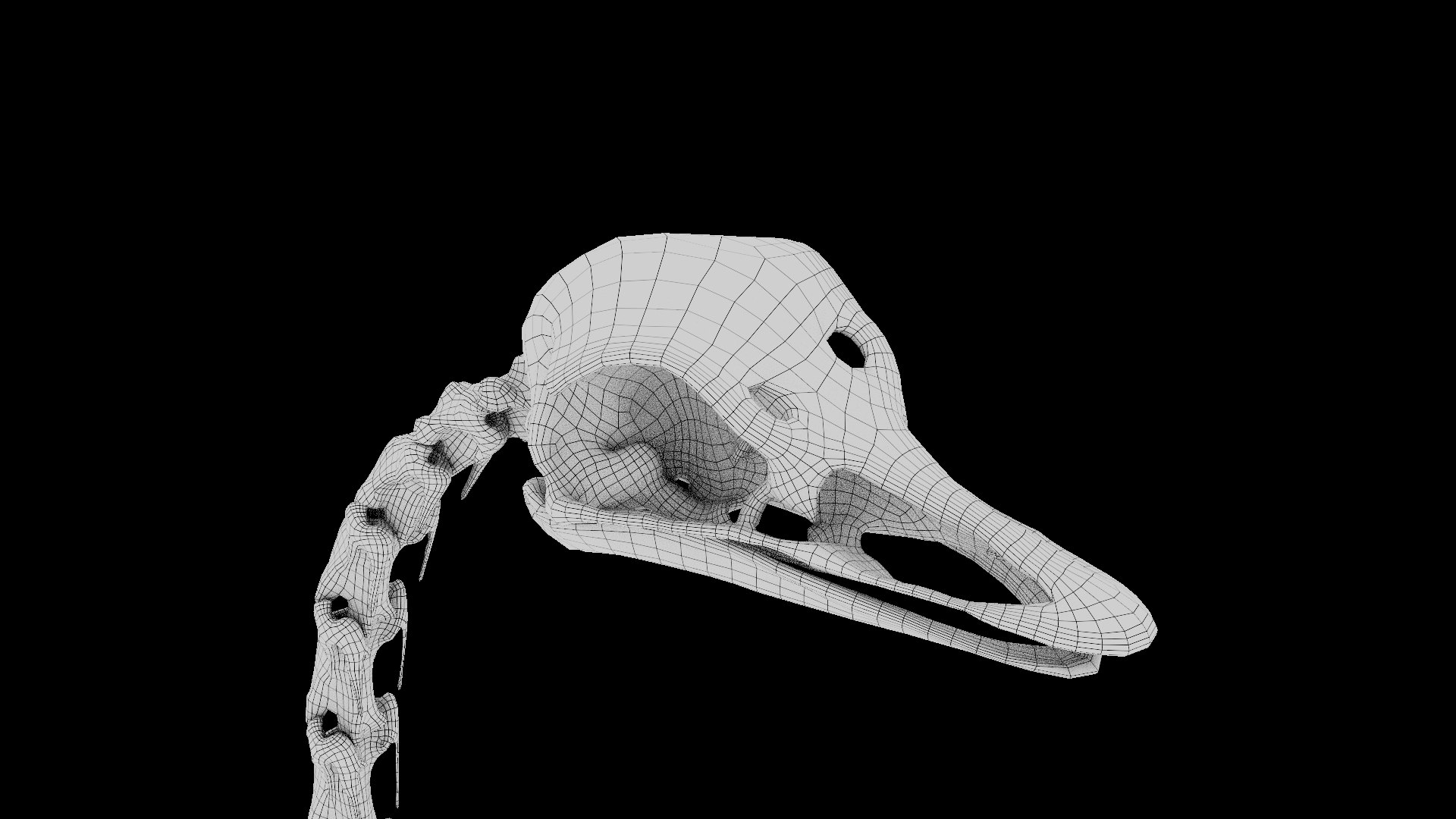 Ostrich Skeleton 3D Model - TurboSquid 2042994