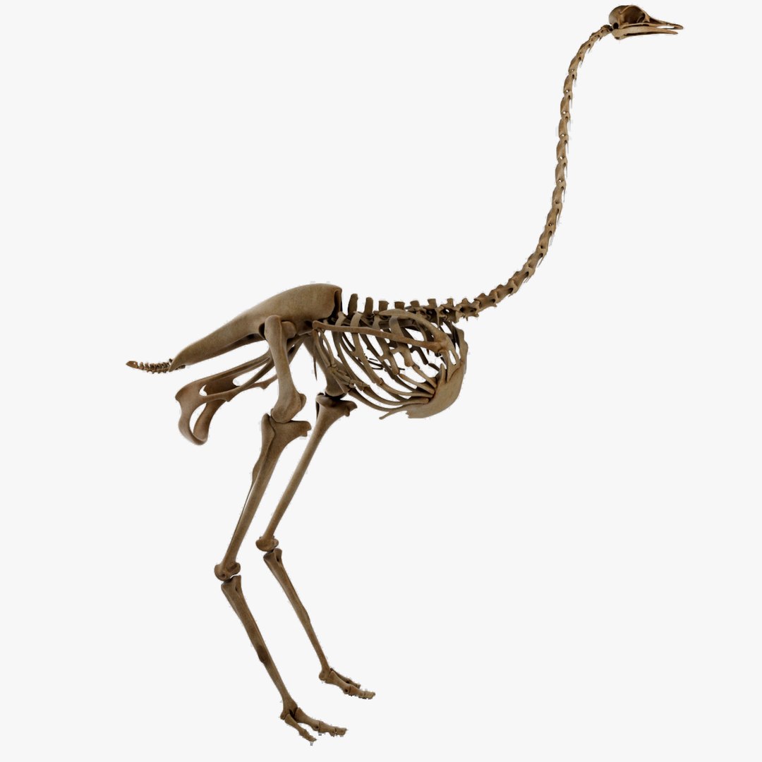 ostrich skeleton system