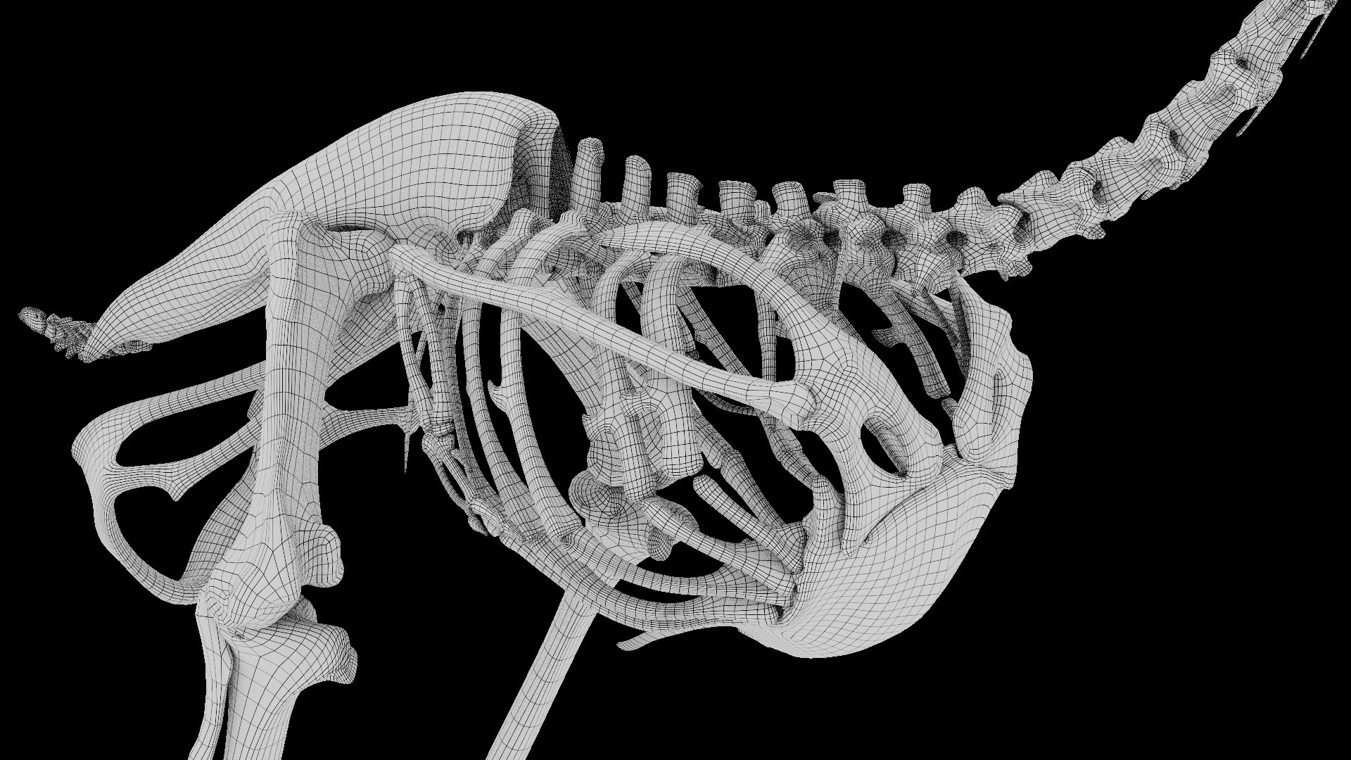 Ostrich Skeleton 3D Model - TurboSquid 2042994