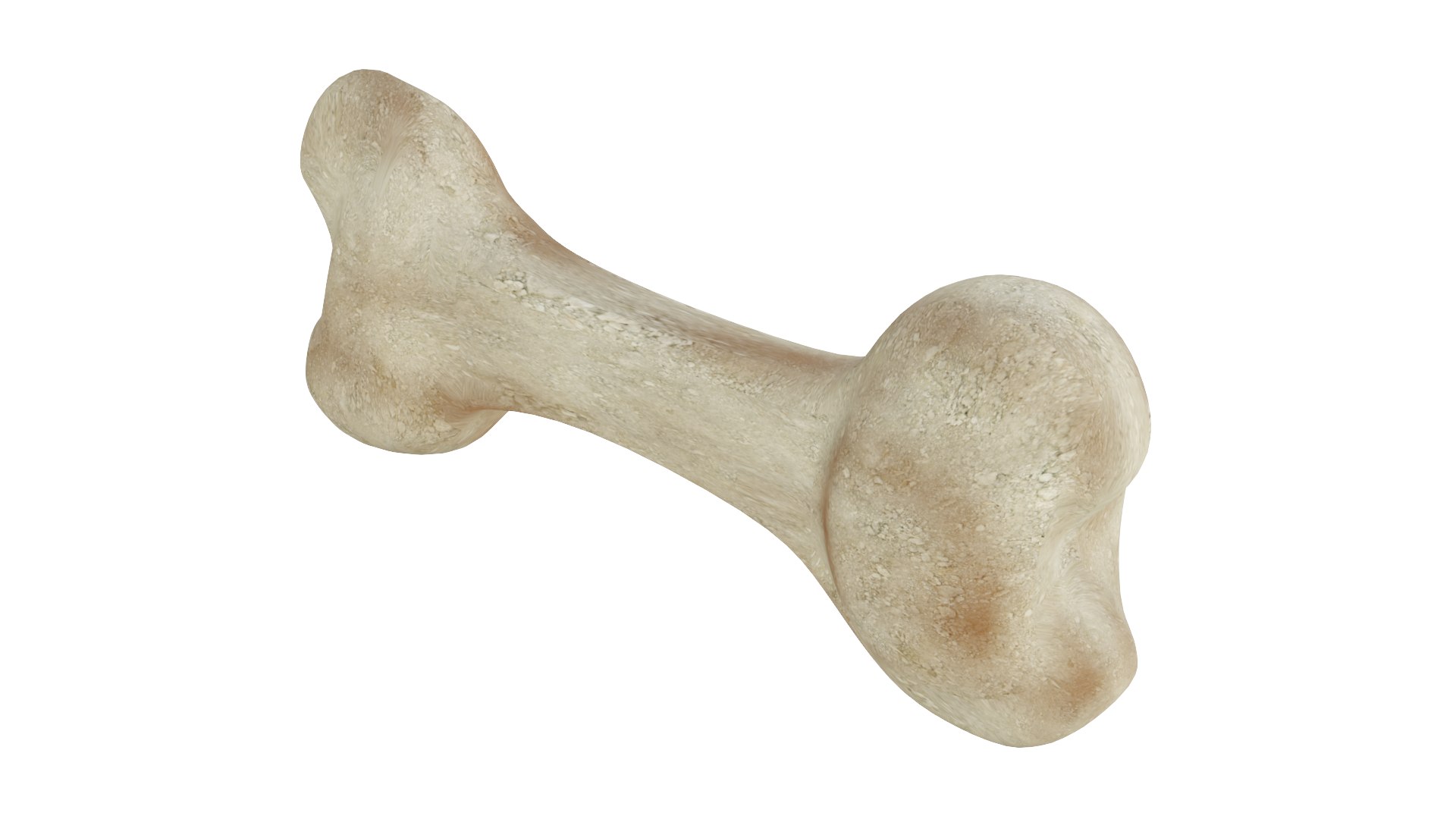 3D Dog Bone - TurboSquid 1999377