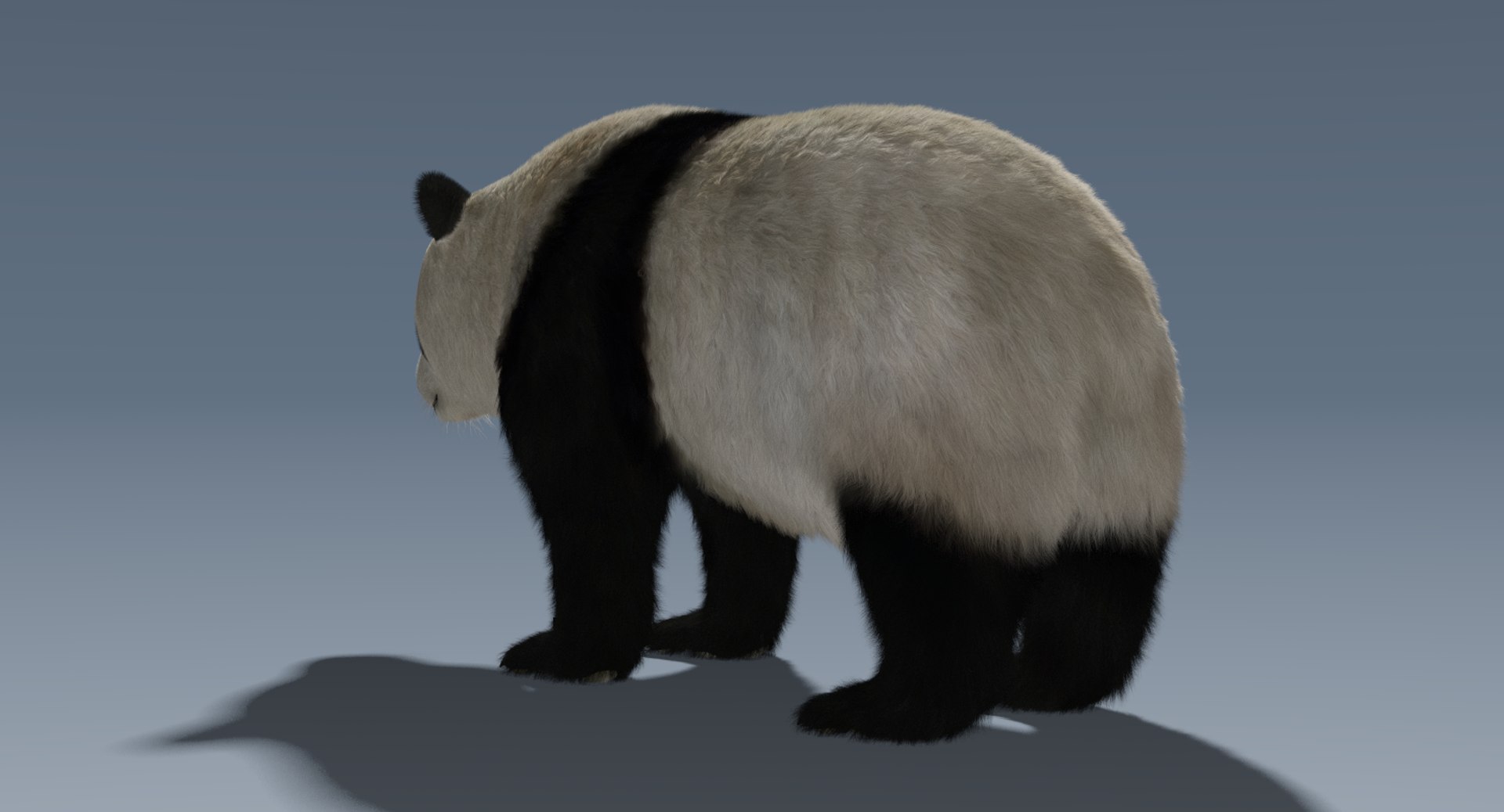 Giant Panda Fur 3D Model - TurboSquid 1159921