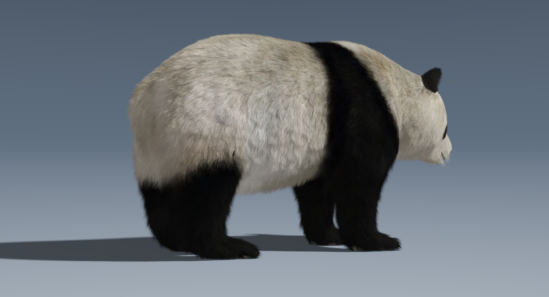 Giant Panda Fur 3D Model - TurboSquid 1159921