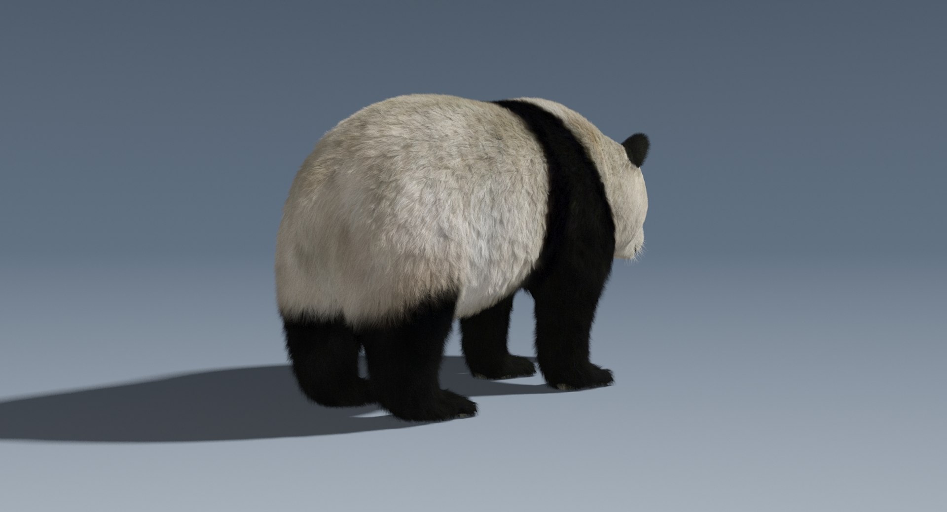 Giant Panda Fur 3D Model - TurboSquid 1159921