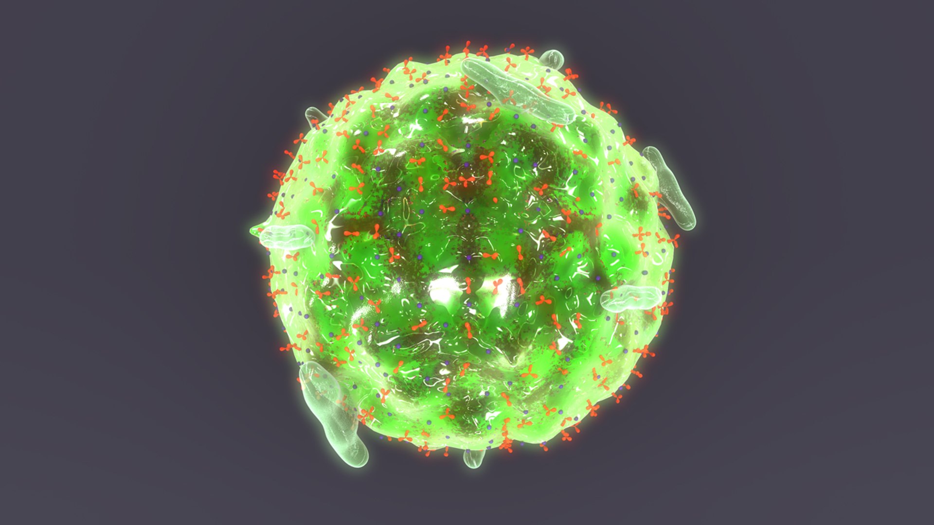 Mast Cell 3d Obj