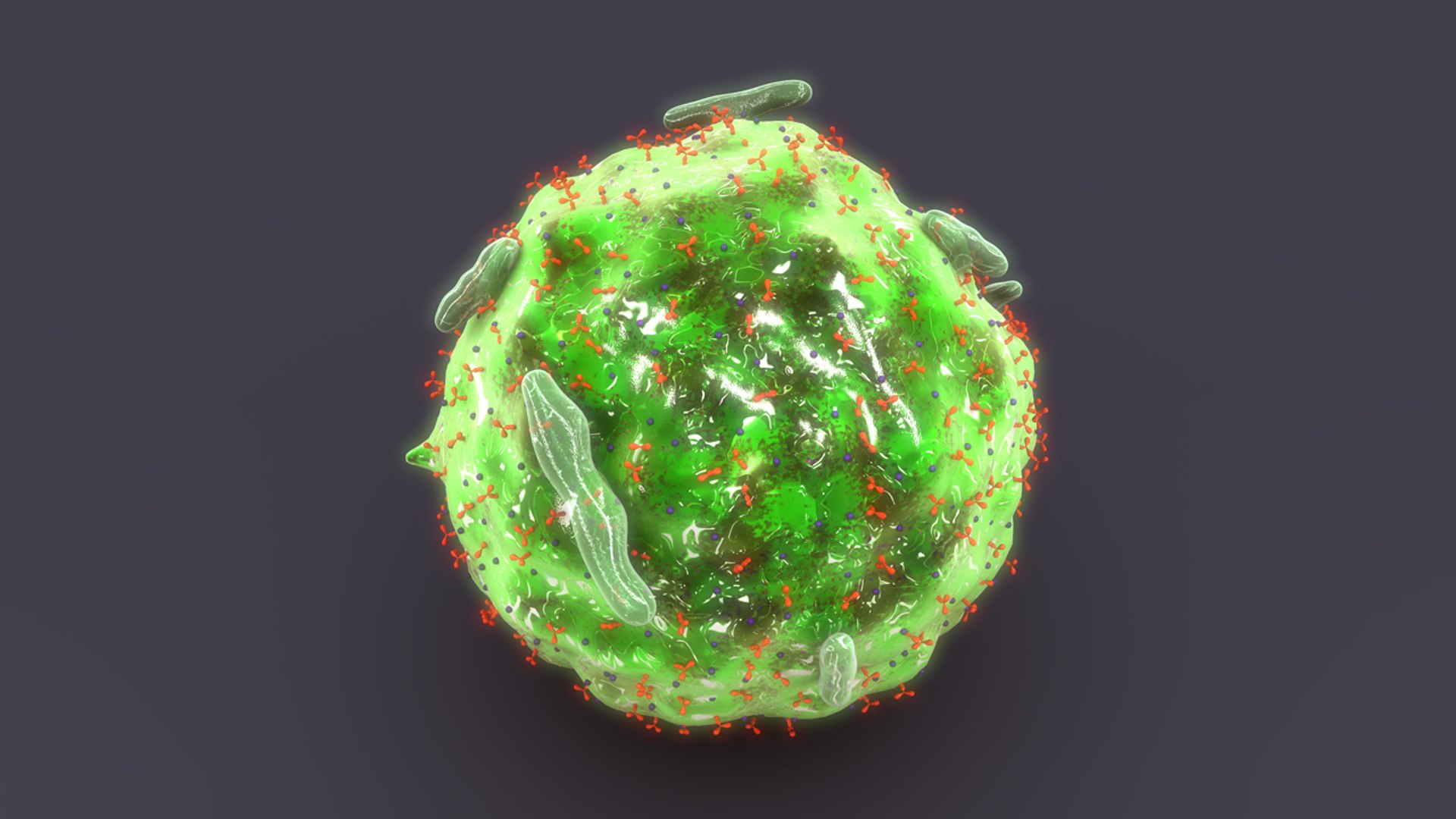 Mast Cell 3d Obj