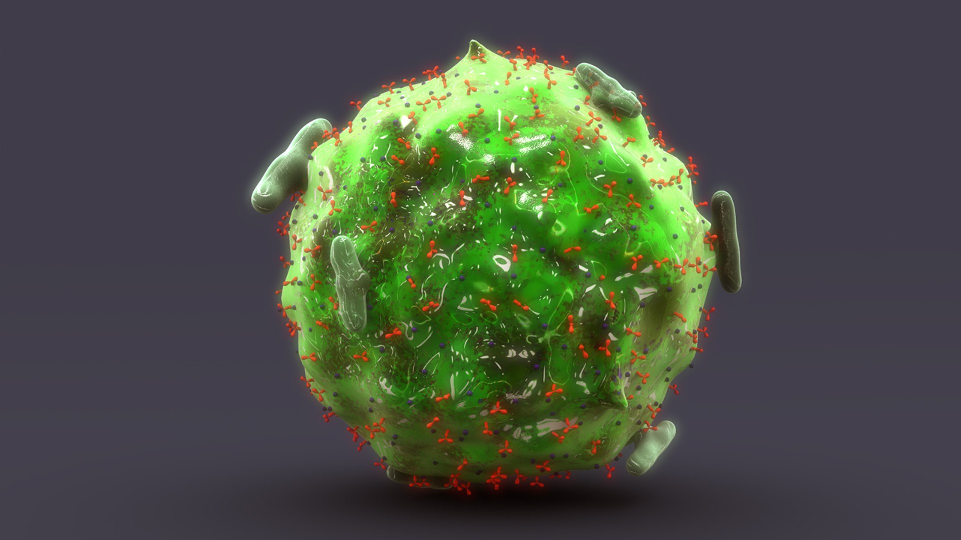 Mast Cell 3d Obj
