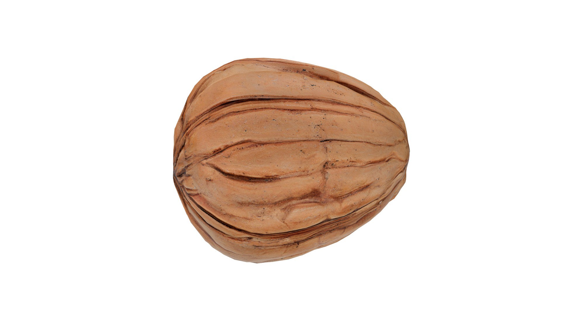 Walnut V1 Model - TurboSquid 2397142